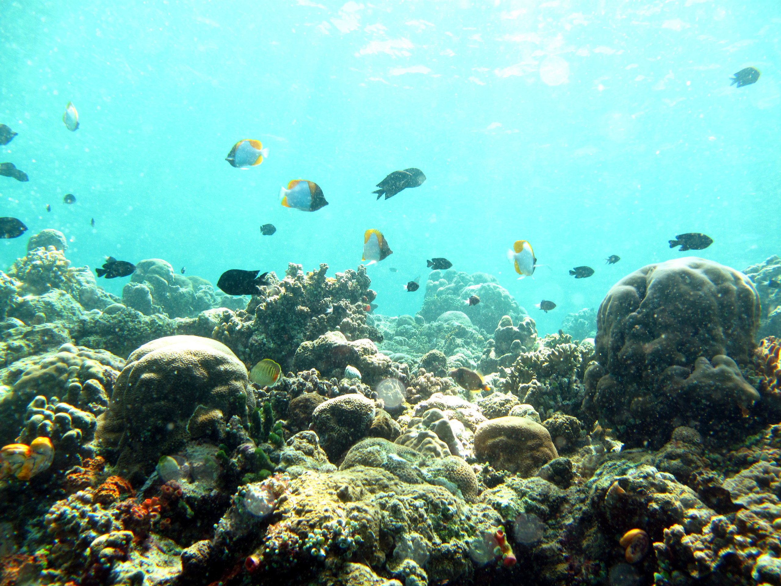 Bunaken Dive Sites | SEA Undersea