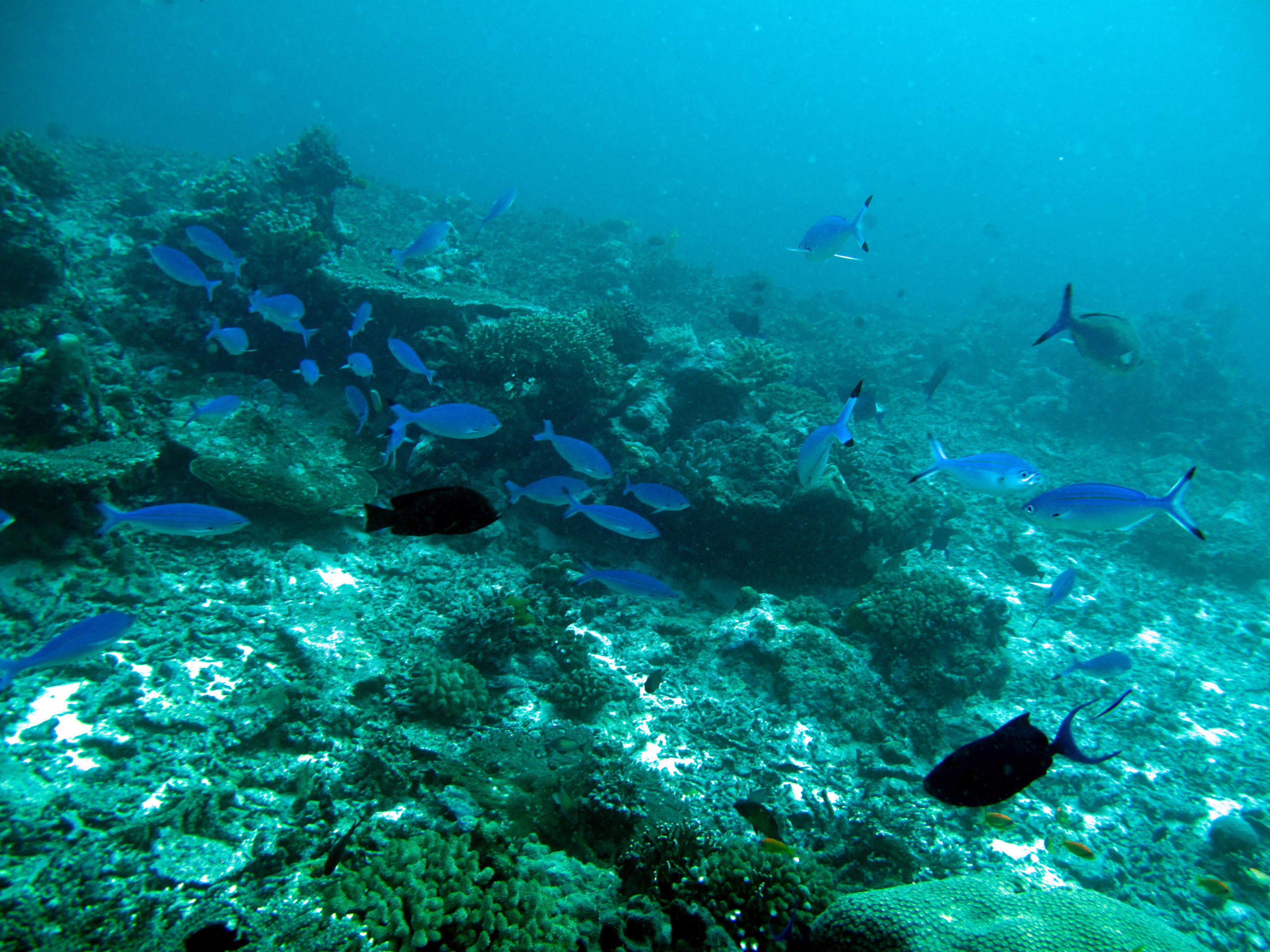 Phang Nga Diving | SEA Undersea